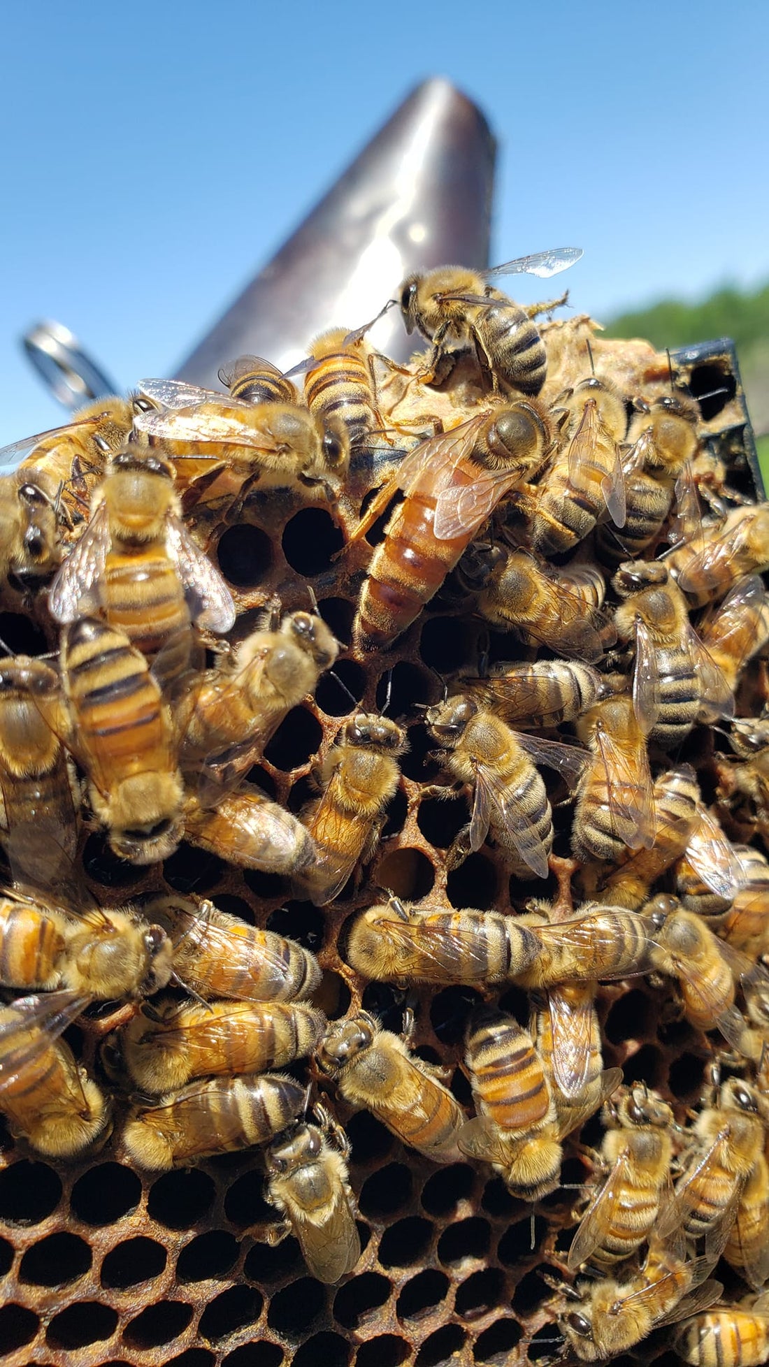 Maxwell's Honey Bee Farm llc – Maxwells Honey Bee Farm llc